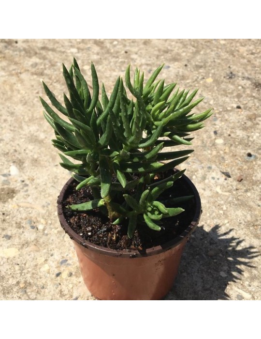 POT ROND 9 cm