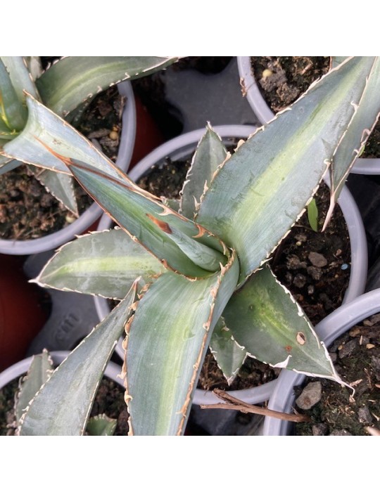 agave kerchovei huajuapan red.jpg